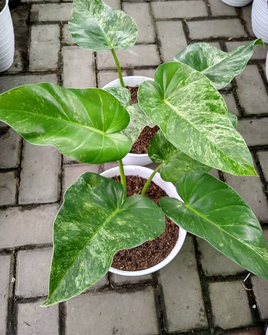5 Jenis Philodendron yang Ramah di Kantong, Recommended! - Jogja Gardening