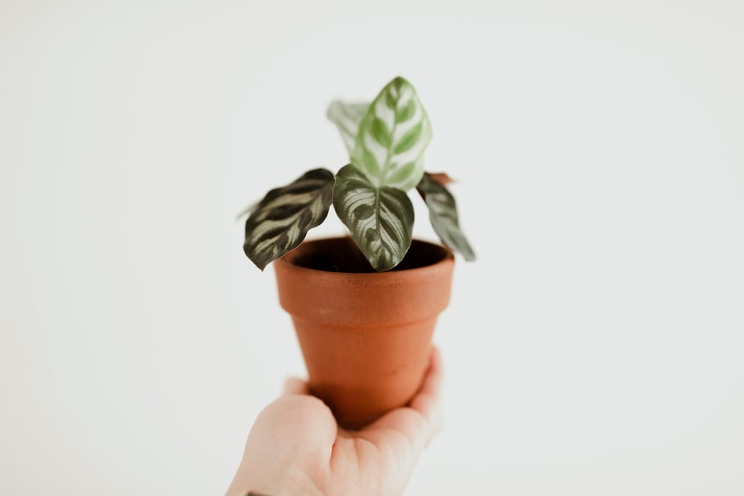 5 Cara Merawat Tanaman Calathea yang Tepat, Penting untuk Dipelajari ...
