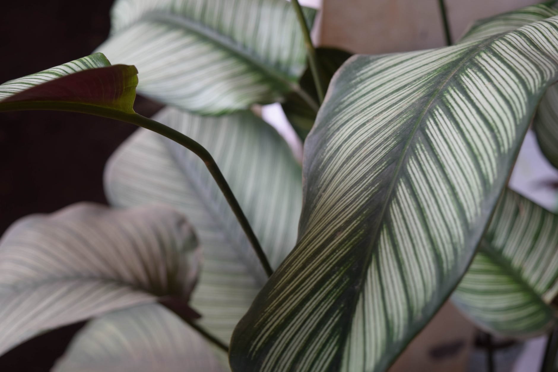 5 Cara Merawat Tanaman Calathea yang Tepat, Penting untuk Dipelajari ...