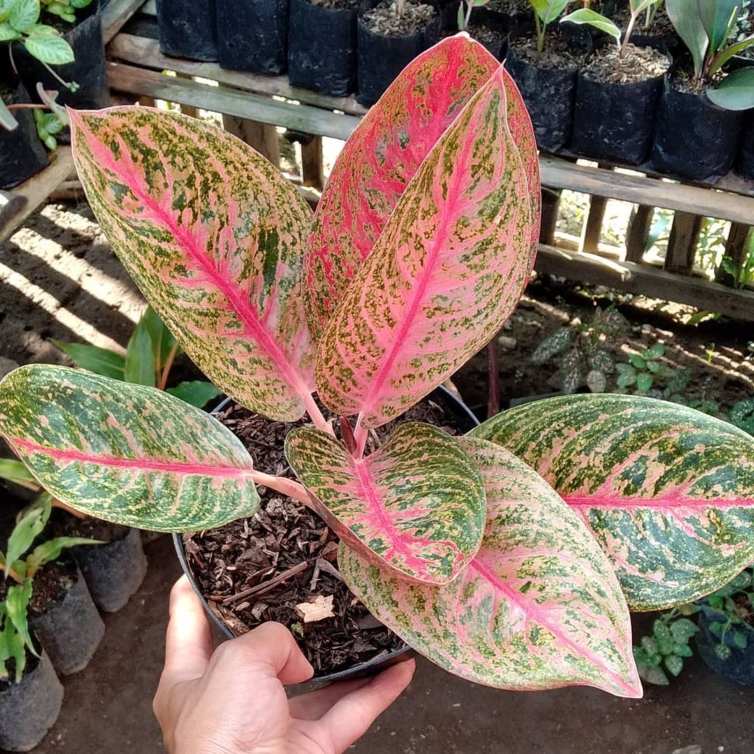 Berikut 10 Jenis Tanaman Aglaonema yang Cantik - Jogja Gardening