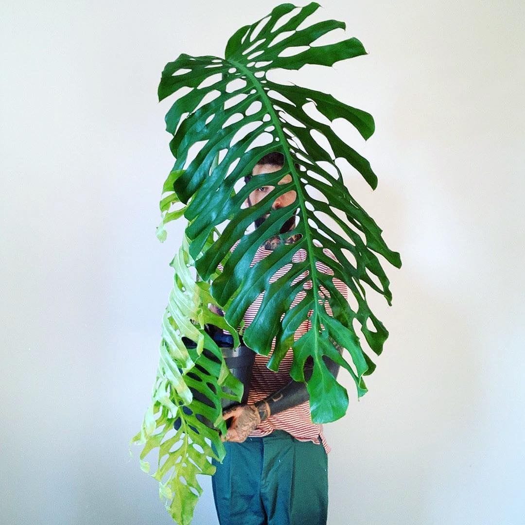 7 Rekomendasi Tanaman Monstera Cantik Untuk Penghias Rumah - Jogja ...