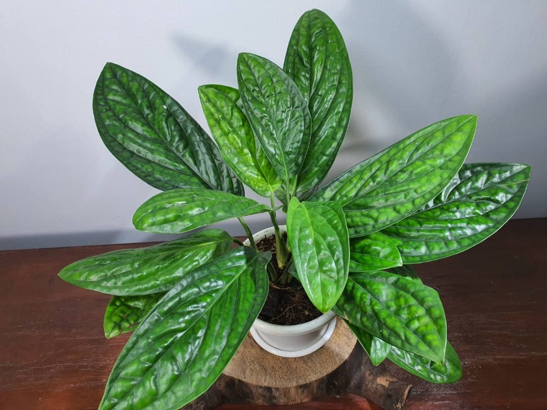 10 Variasi Jenis Monstera Populer, Wajib untuk Dimiliki - Jogja Gardening