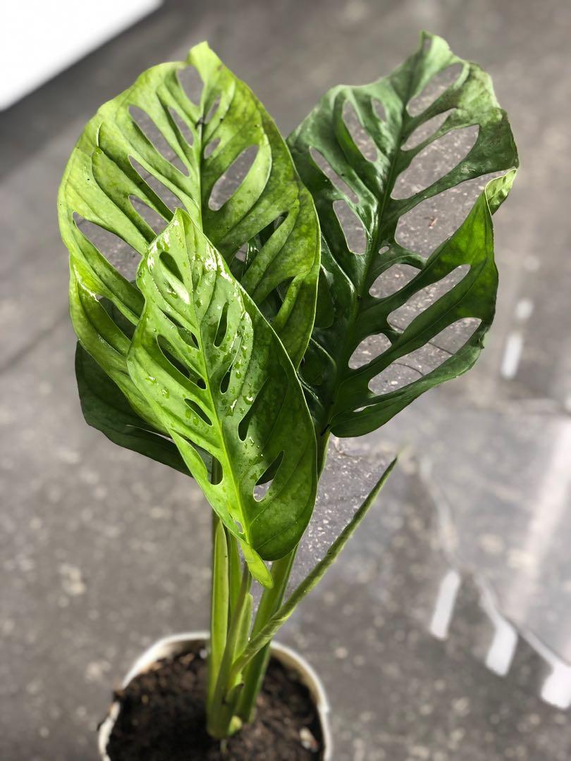 10 Variasi Jenis Monstera Populer, Wajib untuk Dimiliki - Jogja Gardening