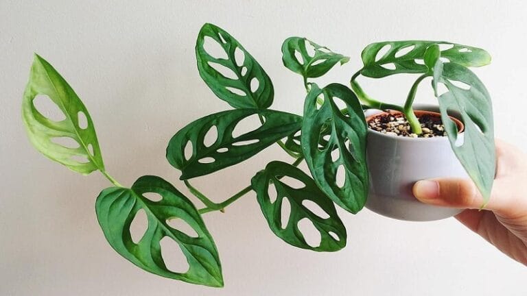 10 Variasi Jenis Monstera Populer, Wajib untuk Dimiliki - Jogja Gardening
