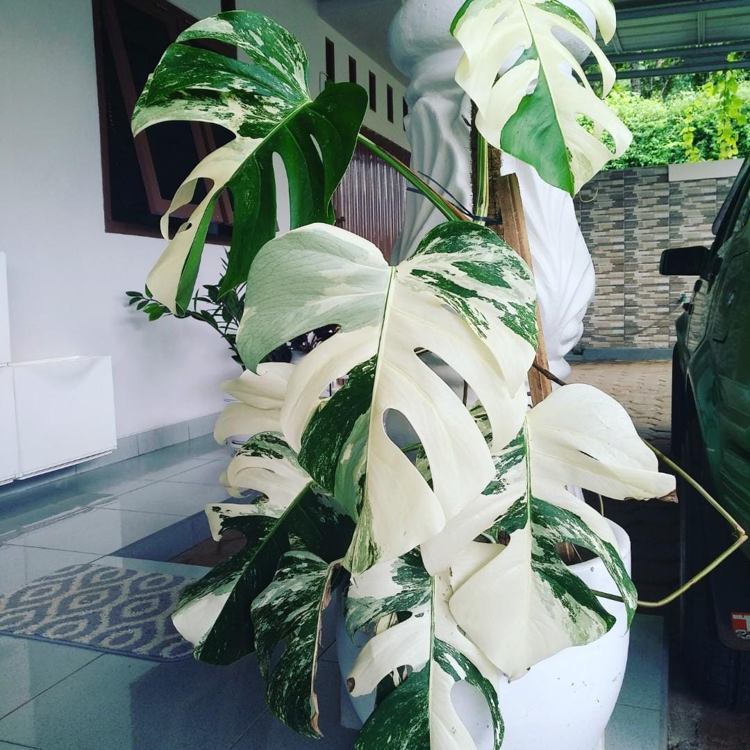 10 Variasi Jenis Monstera Populer, Wajib untuk Dimiliki - Jogja Gardening