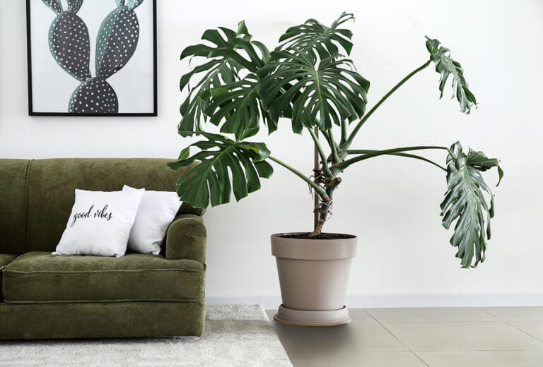 10 Variasi Jenis Monstera Populer, Wajib untuk Dimiliki - Jogja Gardening