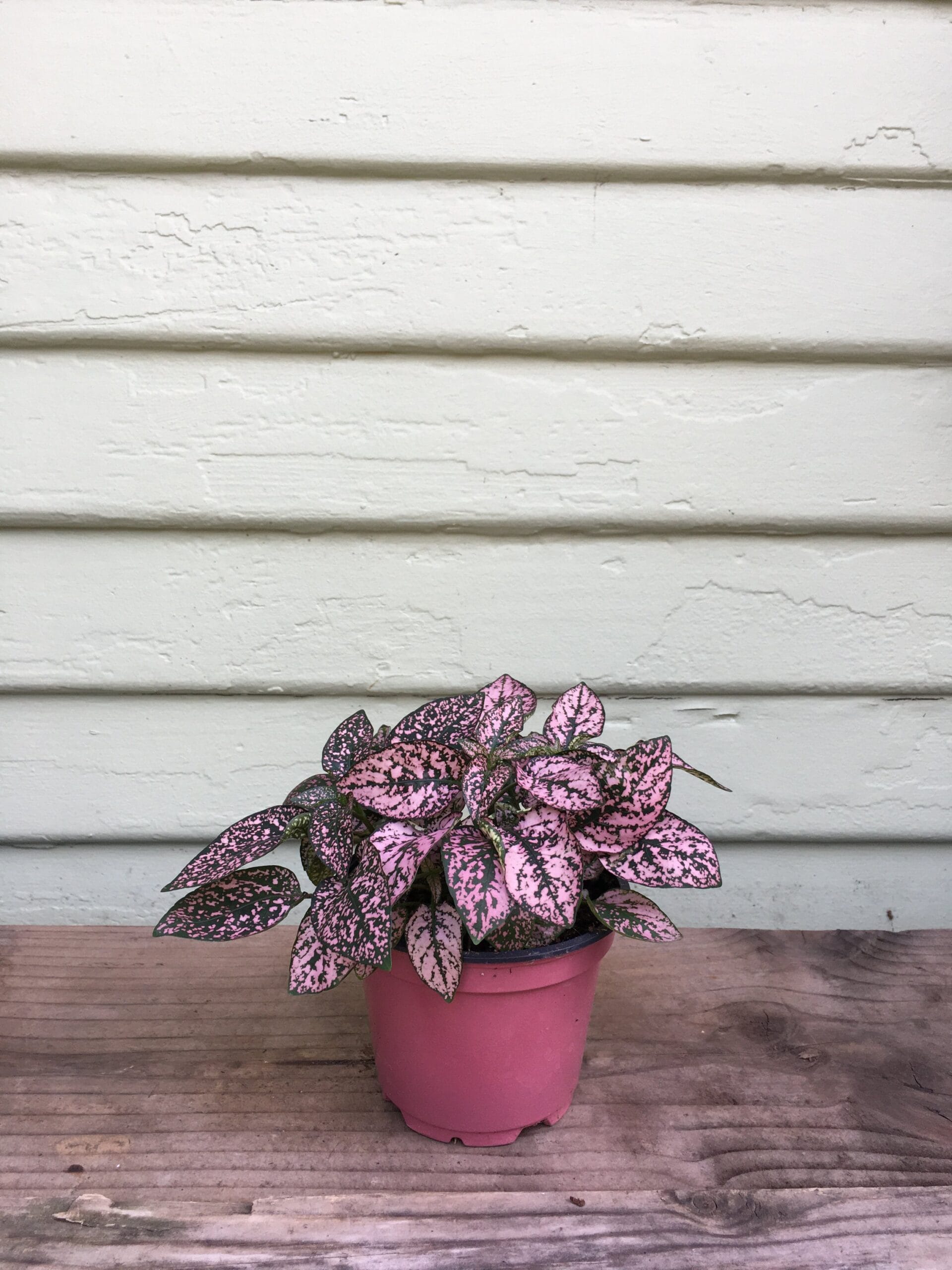 Rekomendasi 11 Jenis Tanaman Hias Daun Pink, Cantik dan Murah - Jogja ...
