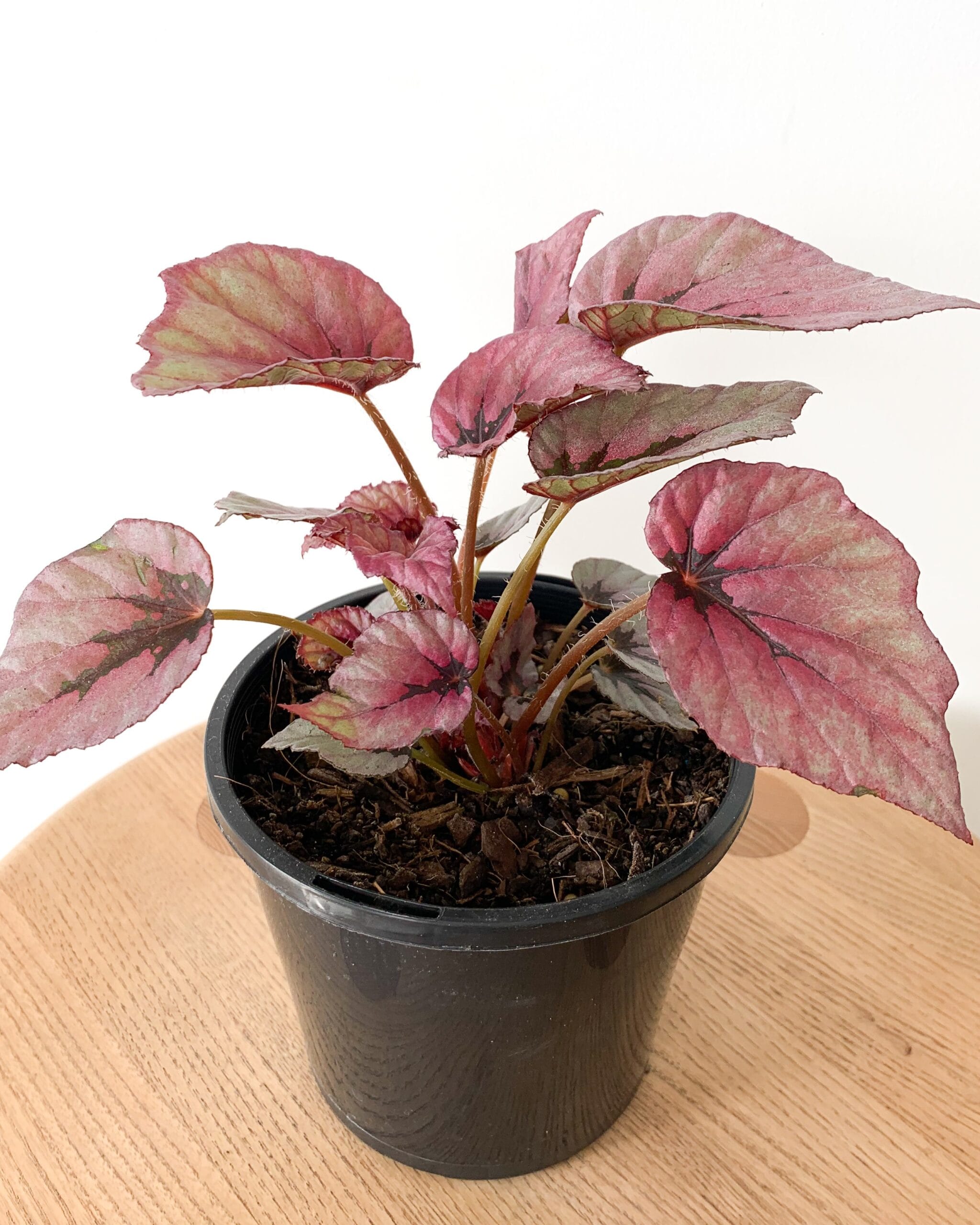Rekomendasi 11 Jenis Tanaman Hias Daun Pink, Cantik dan Murah - Jogja ...