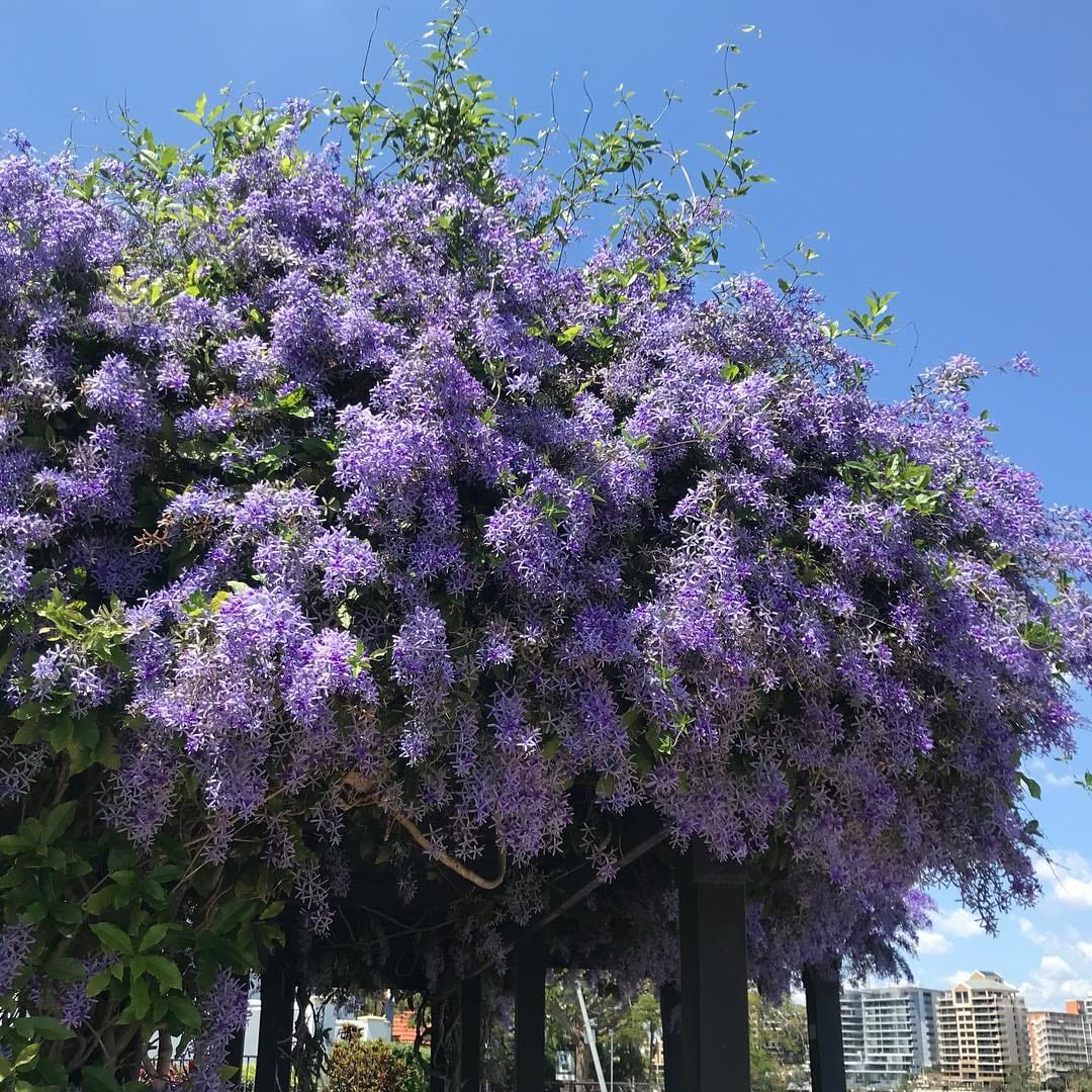 11 Jenis Tanaman Merambat, Cocok Menghiasi Rumah - Jogja Gardening