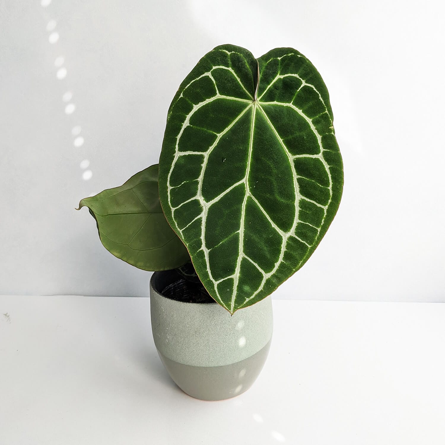 Jenis-Jenis Tanaman Hias Daun Anthurium Yang Perlu Anda Tahu